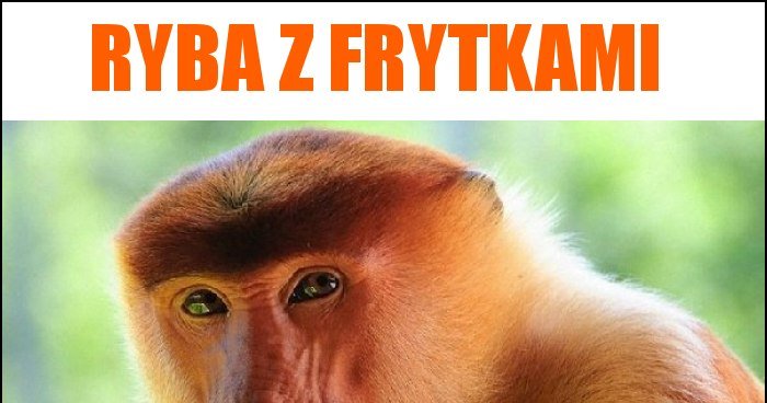 Ryba z Frytkami memy, gify i śmieszne obrazki facebook, tapety ...