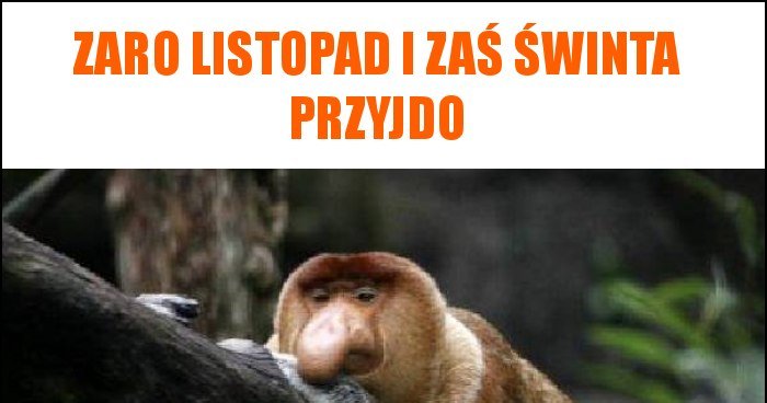 Zaro listopad i zaś świnta przyjdo memy, gify i śmieszne obrazki ...