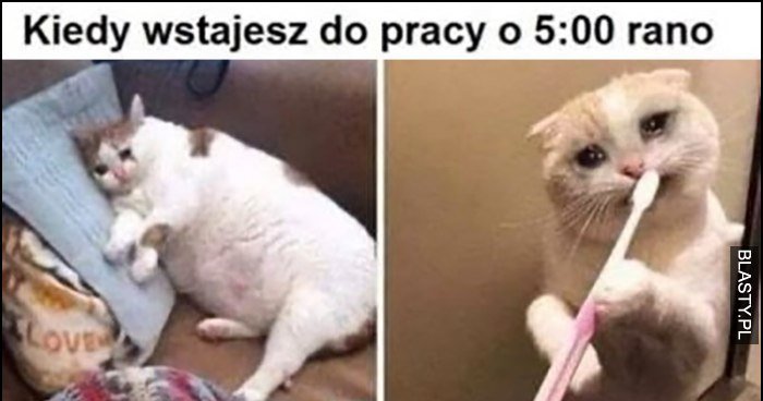Kot kiedy wstajesz do pracy o 5 rano memy, gify i śmieszne obrazki ...
