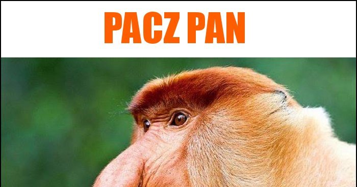 Pacz pan memy, gify i śmieszne obrazki facebook, tapety, demotywatory ...