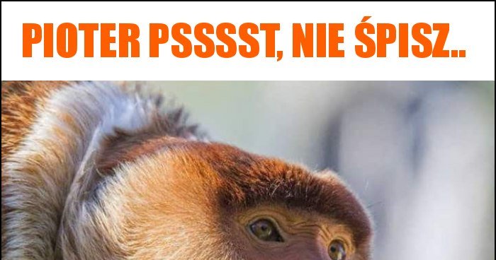 pioter psssst, nie śpisz.. memy, gify i śmieszne obrazki facebook ...