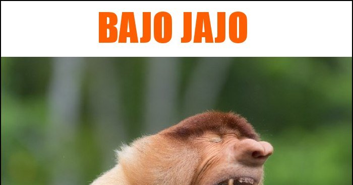 BAJO JAJO memy, gify i śmieszne obrazki facebook, tapety, demotywatory ...