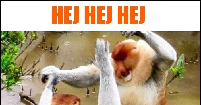 Hej hej hej memy, gify i śmieszne obrazki facebook, tapety ...