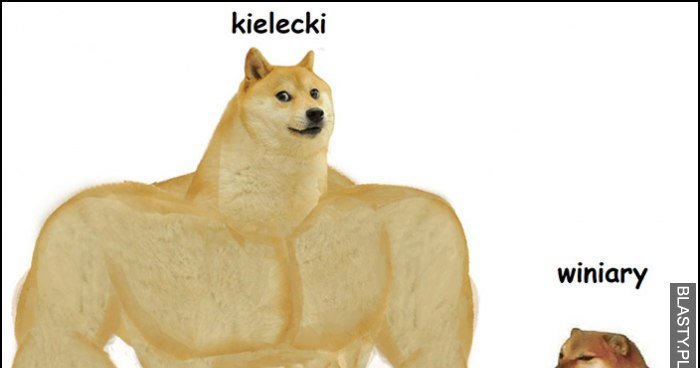 Majonez kielecki vs winiary pies pieseł doge memy, gify i śmieszne ...
