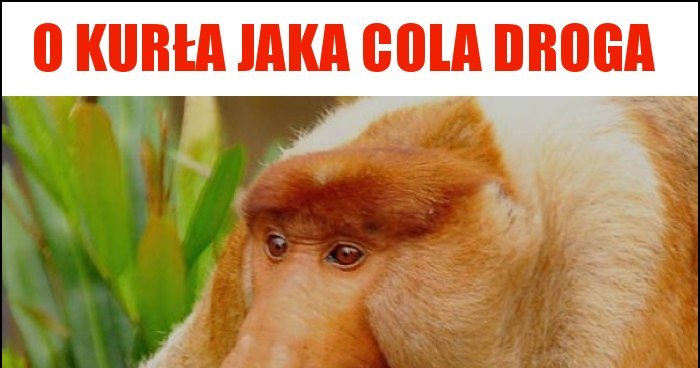 O kurła jaka cola droga memy, gify i śmieszne obrazki facebook, tapety ...