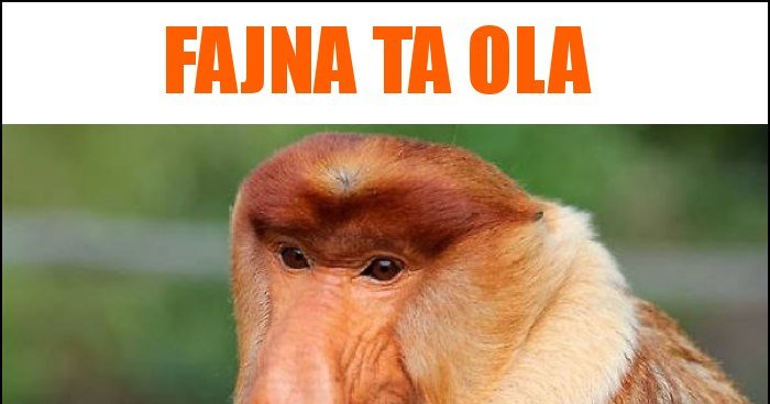 Fajna ta ola memy, gify i śmieszne obrazki facebook, tapety ...