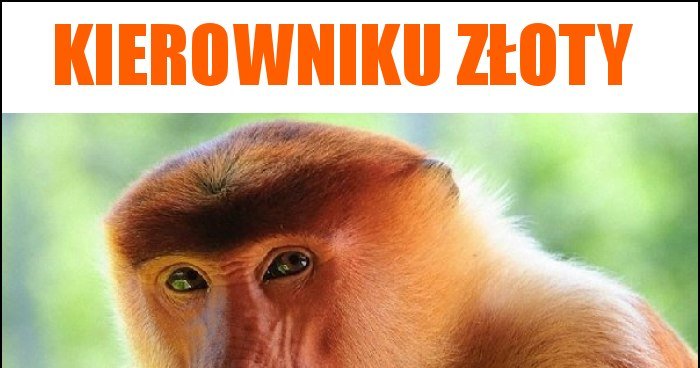 Kierowniku złoty memy, gify i śmieszne obrazki facebook, tapety ...