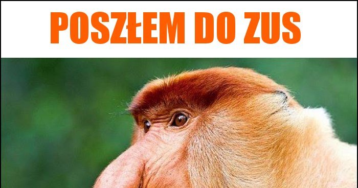 Poszłem do zus memy, gify i śmieszne obrazki facebook, tapety ...