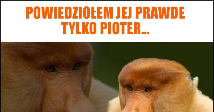 POWIEDZIOŁEM JEJ PRAWDE TYLKO PIOTER... memy, gify i śmieszne obrazki ...