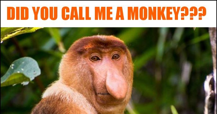 Did you call me a monkey??? memy, gify i śmieszne obrazki facebook ...