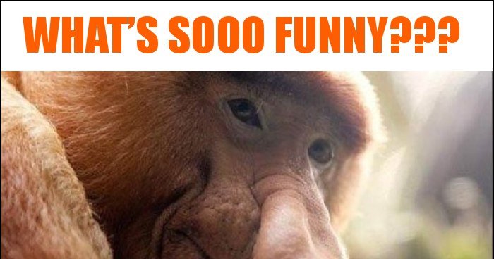 What’s sooo funny??? memy, gify i śmieszne obrazki facebook, tapety ... What’s sooo funny??? memy, gify i śmieszne obrazki facebook, tapety ...