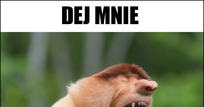 Dej mnie memy, gify i śmieszne obrazki facebook, tapety, demotywatory ...