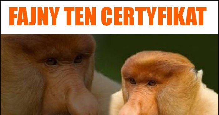 Fajny ten certyfikat memy, gify i śmieszne obrazki facebook, tapety ...