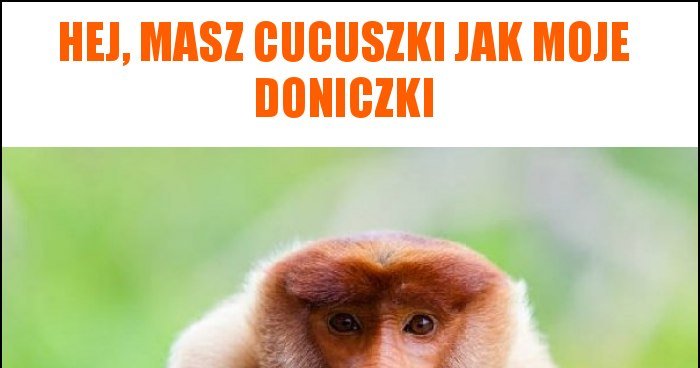 Hej, masz cucuszki jak moje doniczki memy, gify i śmieszne obrazki ...