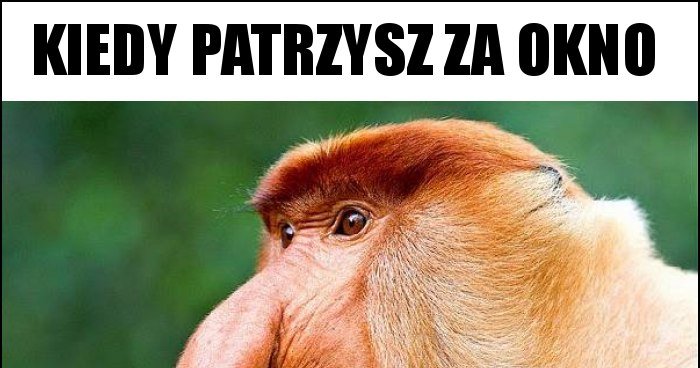Kiedy patrzysz za okno memy, gify i śmieszne obrazki facebook, tapety ...