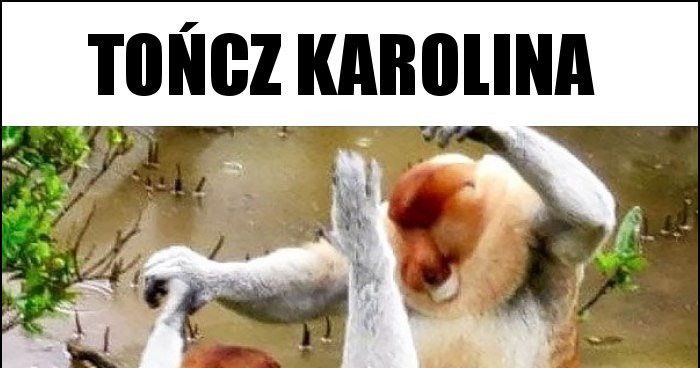 Tończ karolina memy, gify i śmieszne obrazki facebook, tapety ...