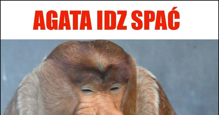 Agata idz spać memy, gify i śmieszne obrazki facebook, tapety ...
