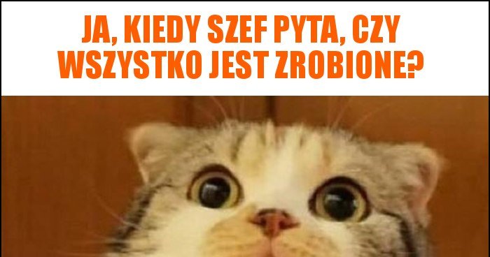 Ja, kiedy szef pyta, czy wszystko jest zrobione? memy, gify i śmieszne ...