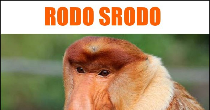 rodo srodo memy, gify i śmieszne obrazki facebook, tapety, demotywatory ...