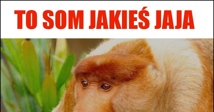 TO SOM JAKIEŚ JAJA memy, gify i śmieszne obrazki facebook, tapety ...