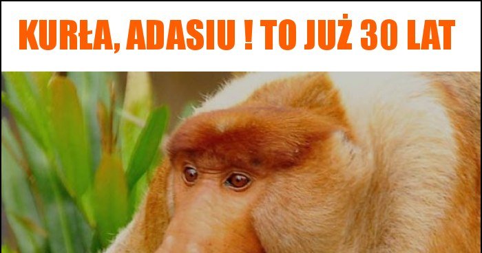 kurła, Adasiu ! to już 30 lat memy, gify i śmieszne obrazki facebook ...