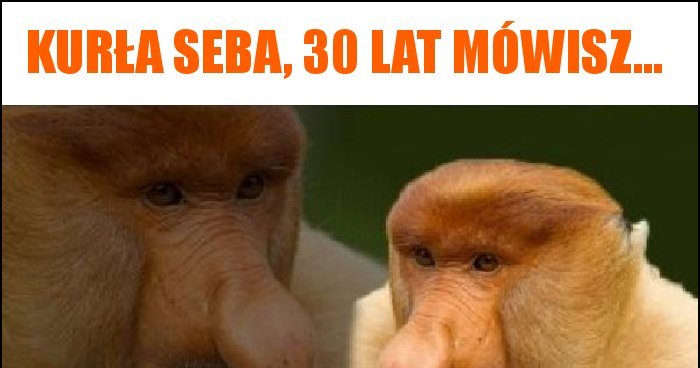 KURŁA SEBA, 30 LAT MÓWISZ... memy, gify i śmieszne obrazki facebook ...