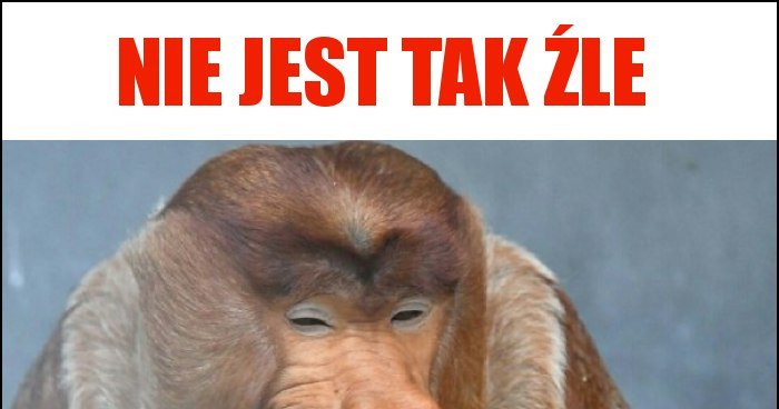 Nie jest tak źle memy, gify i śmieszne obrazki facebook, tapety ...