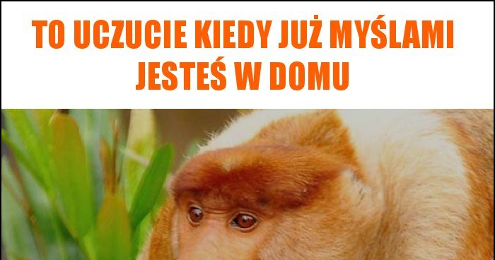 To uczucie kiedy już myślami jesteś w domu memy, gify i śmieszne ...