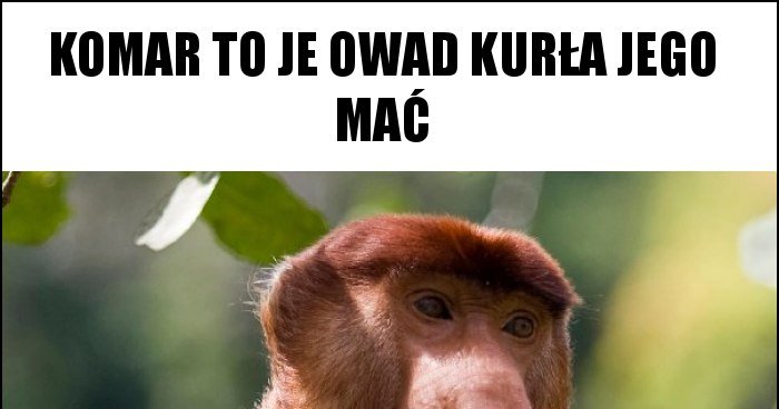 Komar to je owad kurła jego mać memy, gify i śmieszne obrazki facebook ...