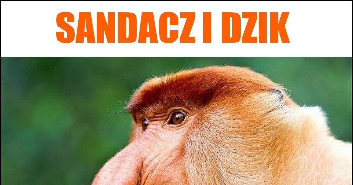 Sandacz i dzik memy, gify i śmieszne obrazki facebook, tapety ...