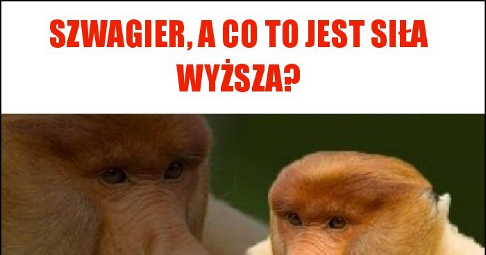 Szwagier, a co to jest siła wyższa? memy, gify i śmieszne obrazki ...