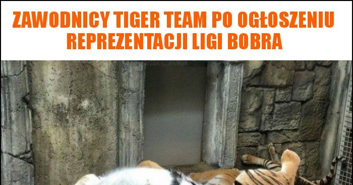 zawodnicy tiger team po ogłoszeniu reprezentacji ligi bobra memy, gify ...