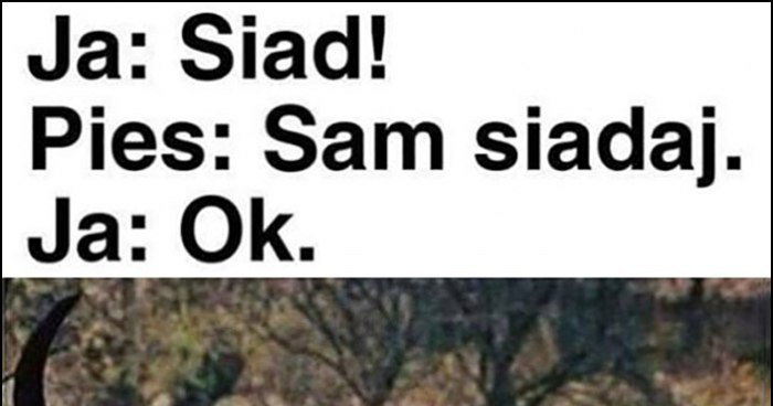 Ja: siad, przypakowany pies: sam siadaj, ja: ok memy, gify i śmieszne ...