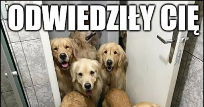 Odwiedziły Cie psy mem memy, gify i śmieszne obrazki facebook, tapety ...