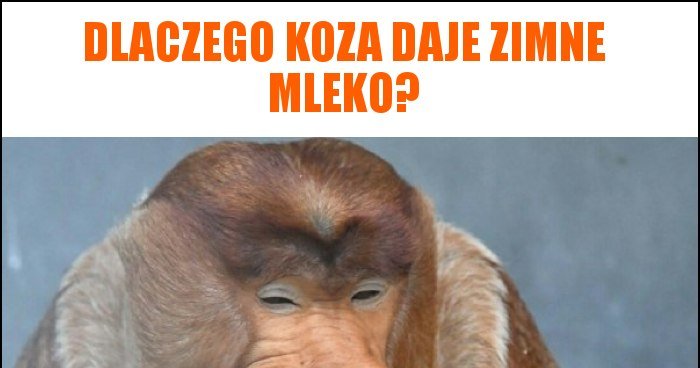 Dlaczego koza daje zimne mleko? memy, gify i śmieszne obrazki facebook ...