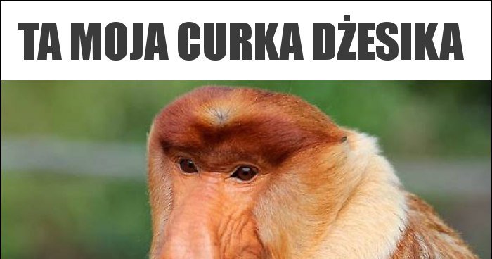 TA moja curka Dżesika memy, gify i śmieszne obrazki facebook, tapety ...