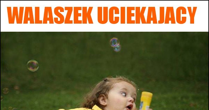 Walaszek uciekajacy memy, gify i śmieszne obrazki facebook, tapety ...