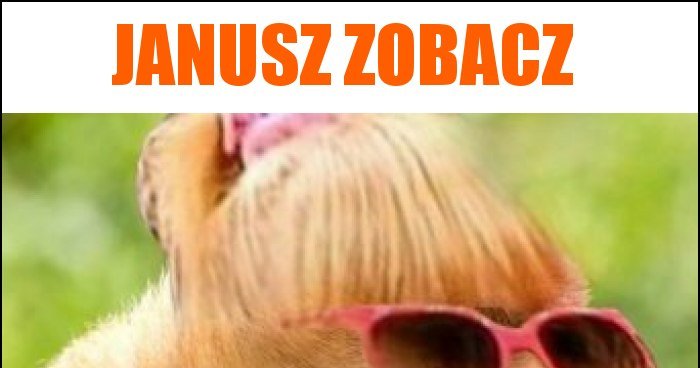 janusz zobacz memy, gify i śmieszne obrazki facebook, tapety ...