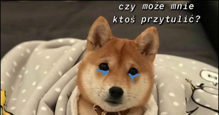 Smutny pies pieseł doge czy może mnie ktoś przytulić? To nie żart ...