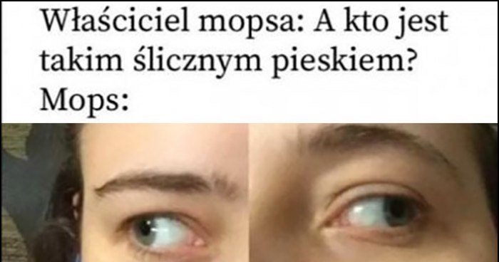 Właściciel mopsa: a kto jest takim ślicznym pieskiem? Tymczasem mops ...