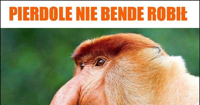 Pierdole nie bende robił memy, gify i śmieszne obrazki facebook, tapety ...