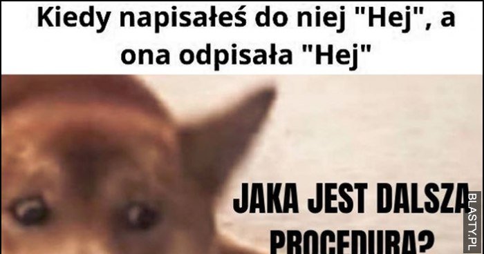 Pies kiedy napisałeś do niej hej a ona odpisała hej, jaka jest dalsza ...