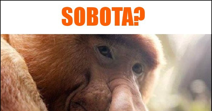 Sobota? memy, gify i śmieszne obrazki facebook, tapety, demotywatory ...