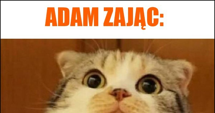 Adam Zając: memy, gify i śmieszne obrazki facebook, tapety ...