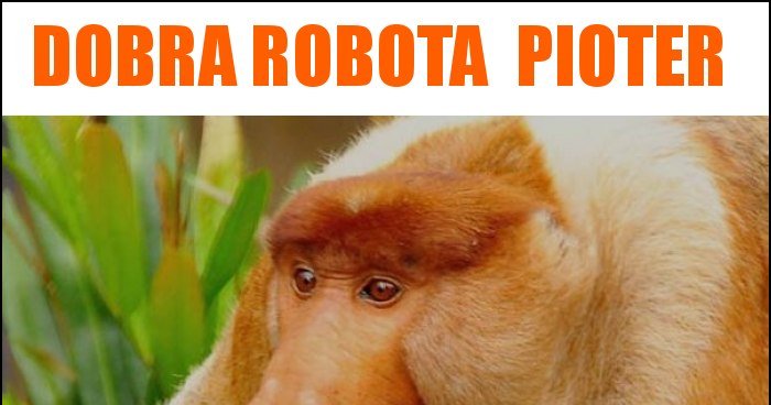 Dobra Robota pioter memy, gify i śmieszne obrazki facebook, tapety ...