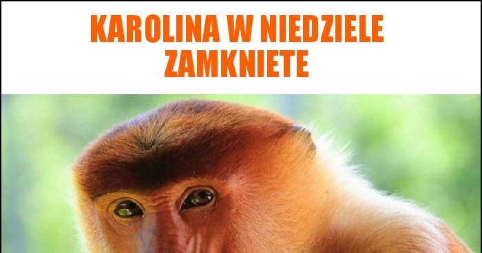 Karolina w niedziele zamkniete memy, gify i śmieszne obrazki facebook ...