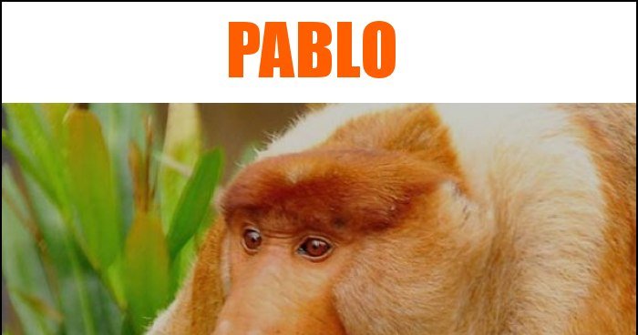 Pablo memy, gify i śmieszne obrazki facebook, tapety, demotywatory zdjęcia