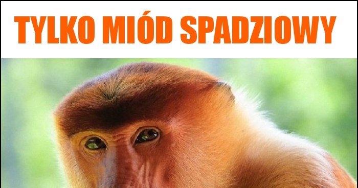 Tylko miód spadziowy memy, gify i śmieszne obrazki facebook, tapety ...