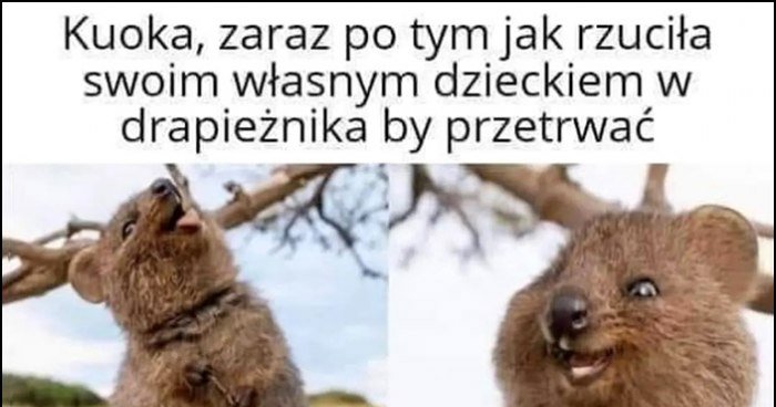 kuoka-zaraz-po-tym-jak-rzucia-a-swoim-w-asnym-dzieckiem-w-drapie-nika