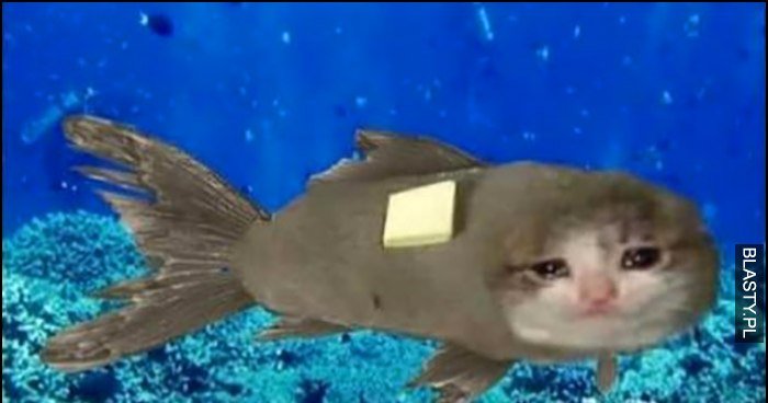 Życie to bul - bul bul bul kot ryba przeróbka memy, gify i śmieszne ...
